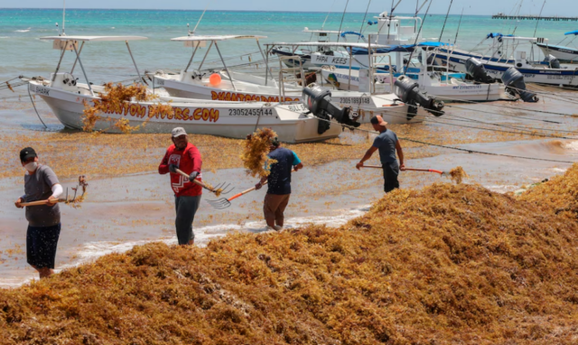 Impacto del sargazo en Playa del Carmen » ¡ Uniendo al Caribe