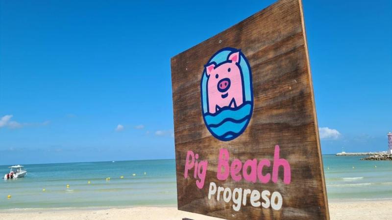 Certifican la Pig Beach de Yucatán como playa libre de humo y tabaco ...
